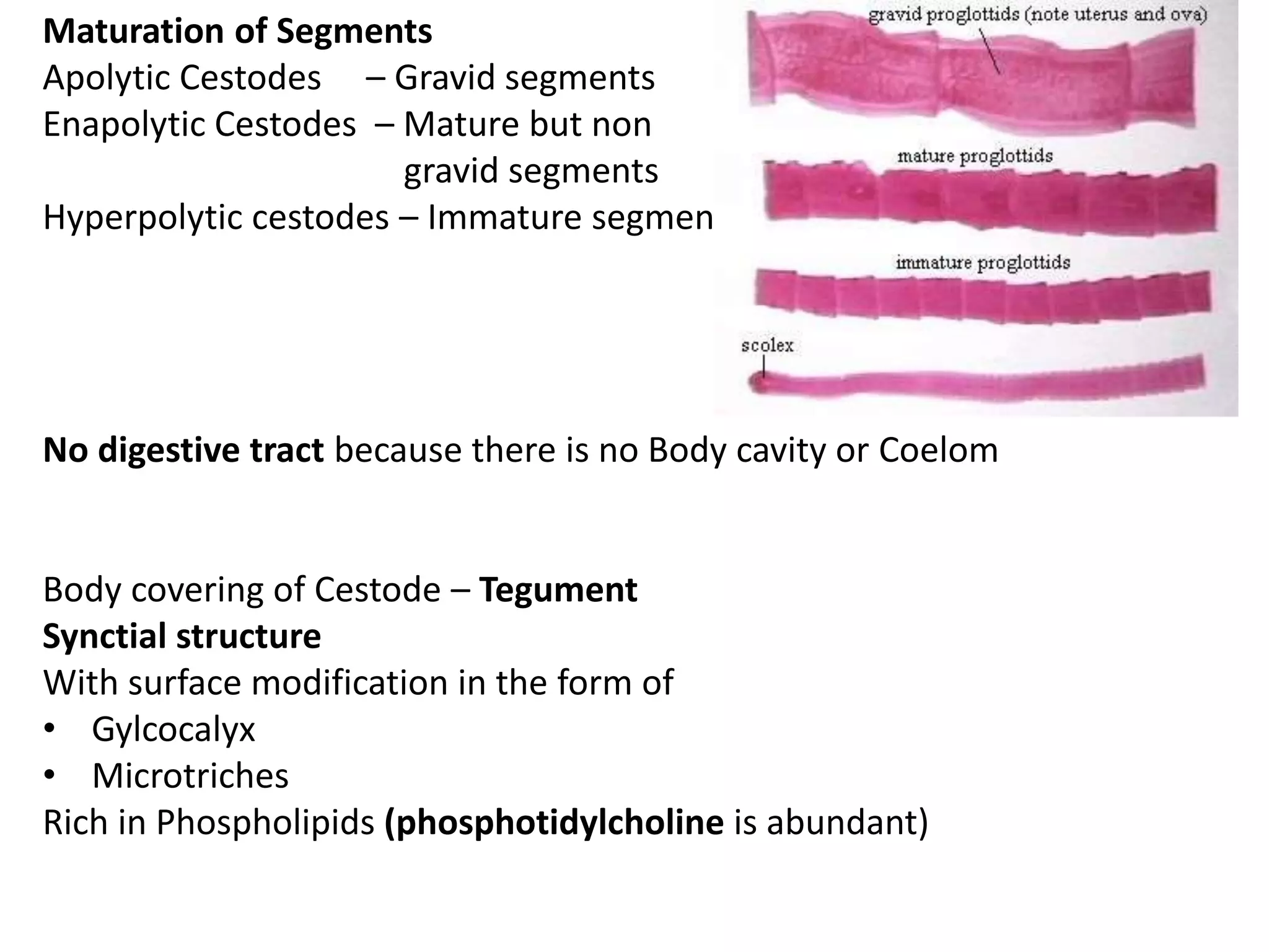 Parasites metazoan (cestode, nematode,acantho) | PPTX