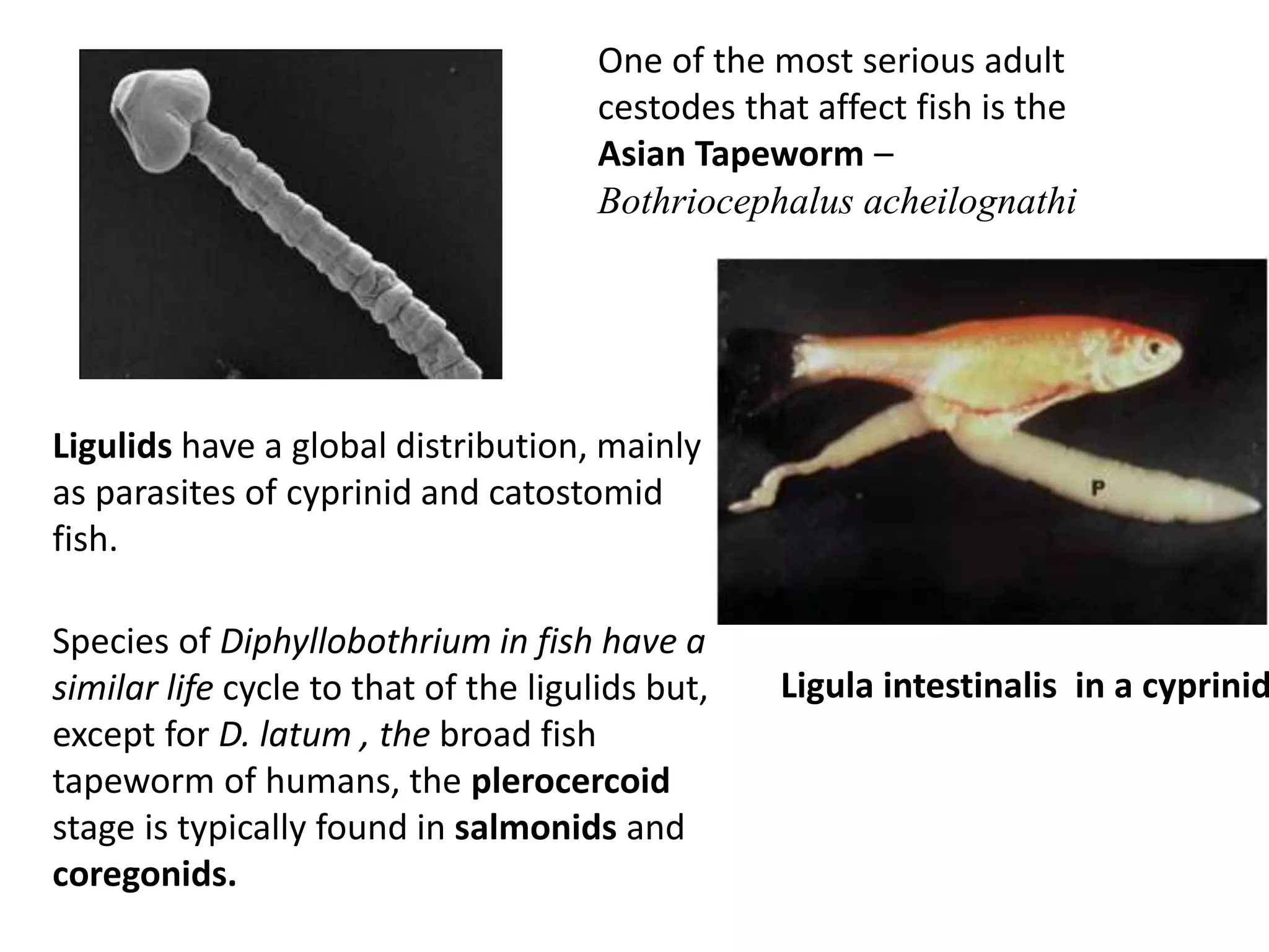 Parasites metazoan (cestode, nematode,acantho) | PPTX