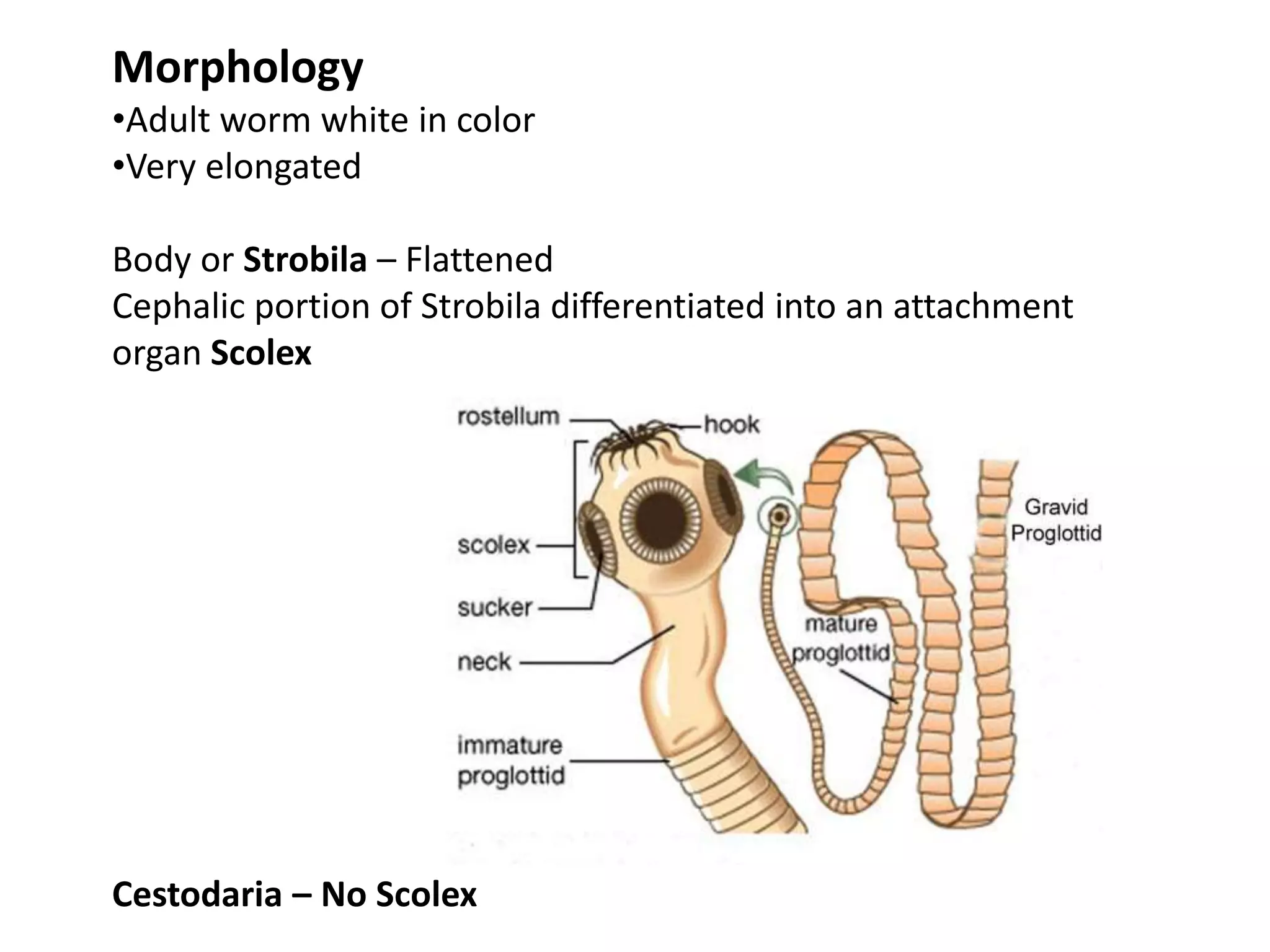 Parasites metazoan (cestode, nematode,acantho) | PPTX