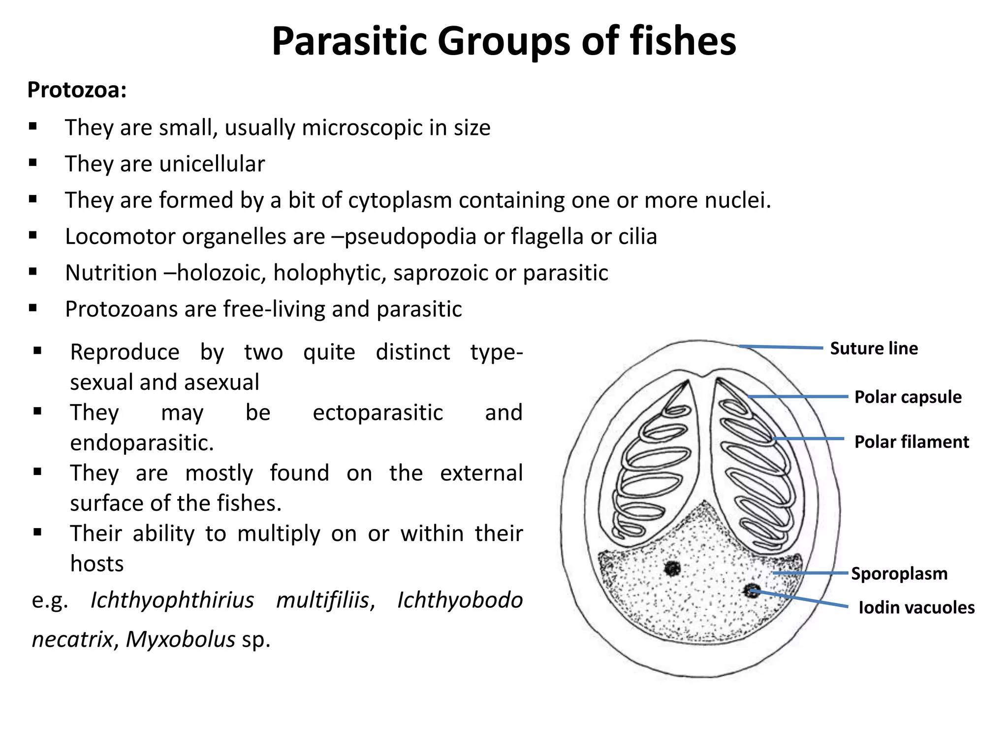 Fish Parasitology | PPTX
