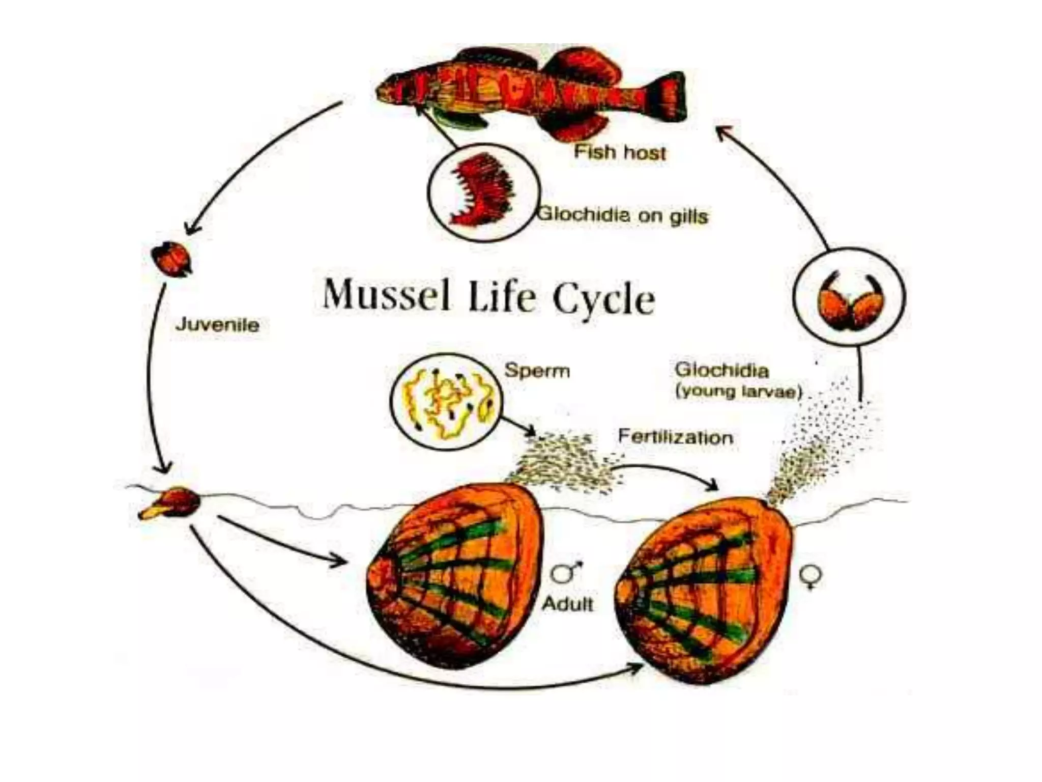 Fish Parasitology | PPTX