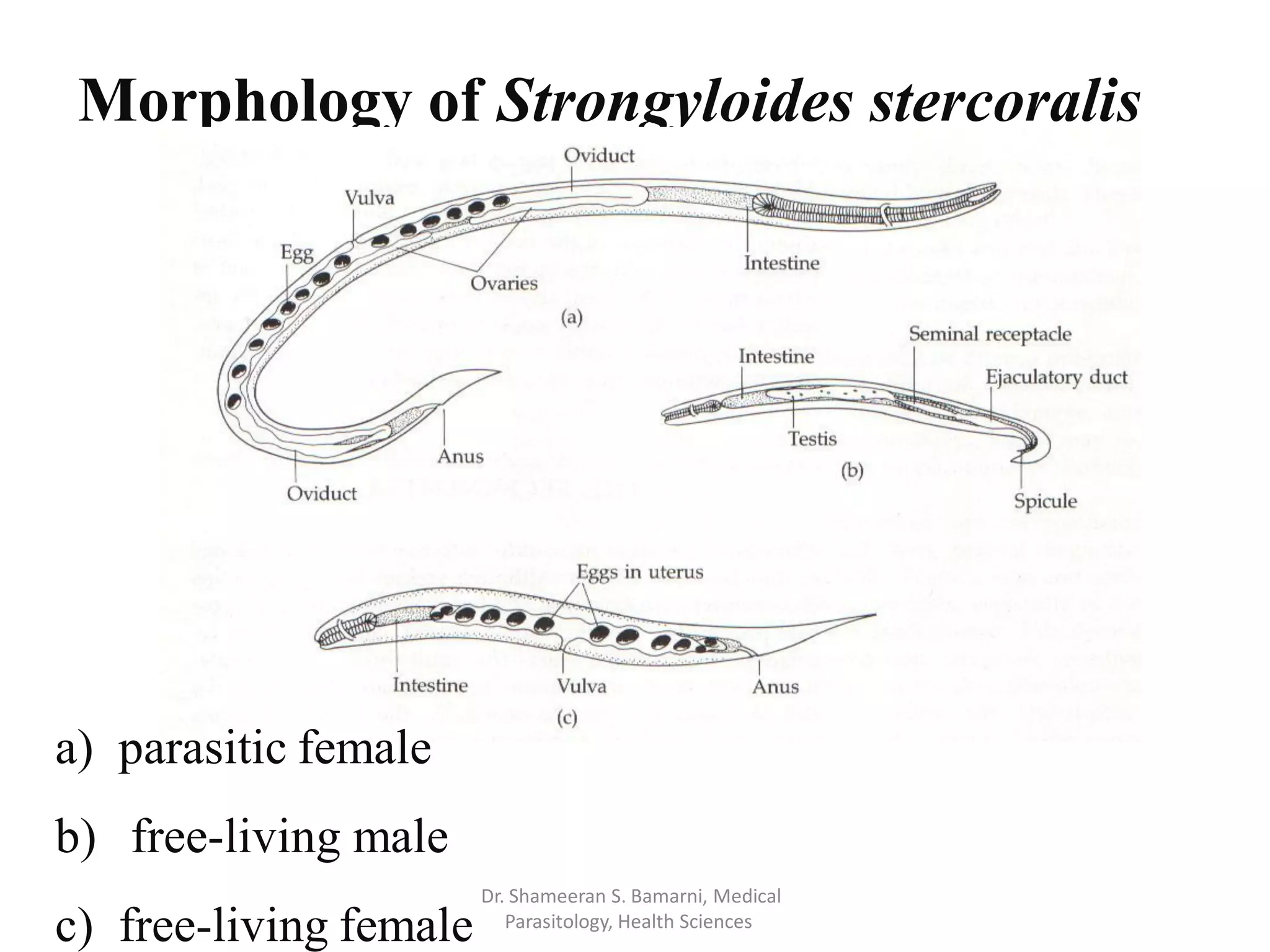Parasitology: Hook worm and Stronglyoides stercoralis | PDF