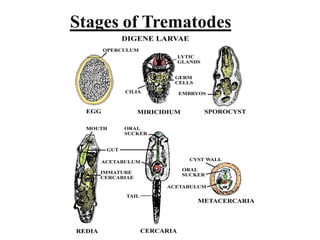 Introduction to class Trematoda and Fasciola hepatica | PDF