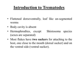 Introduction to class Trematoda and Fasciola hepatica | PDF