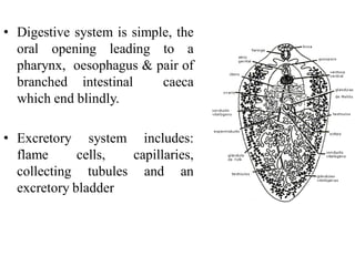 Introduction to class Trematoda and Fasciola hepatica | PDF