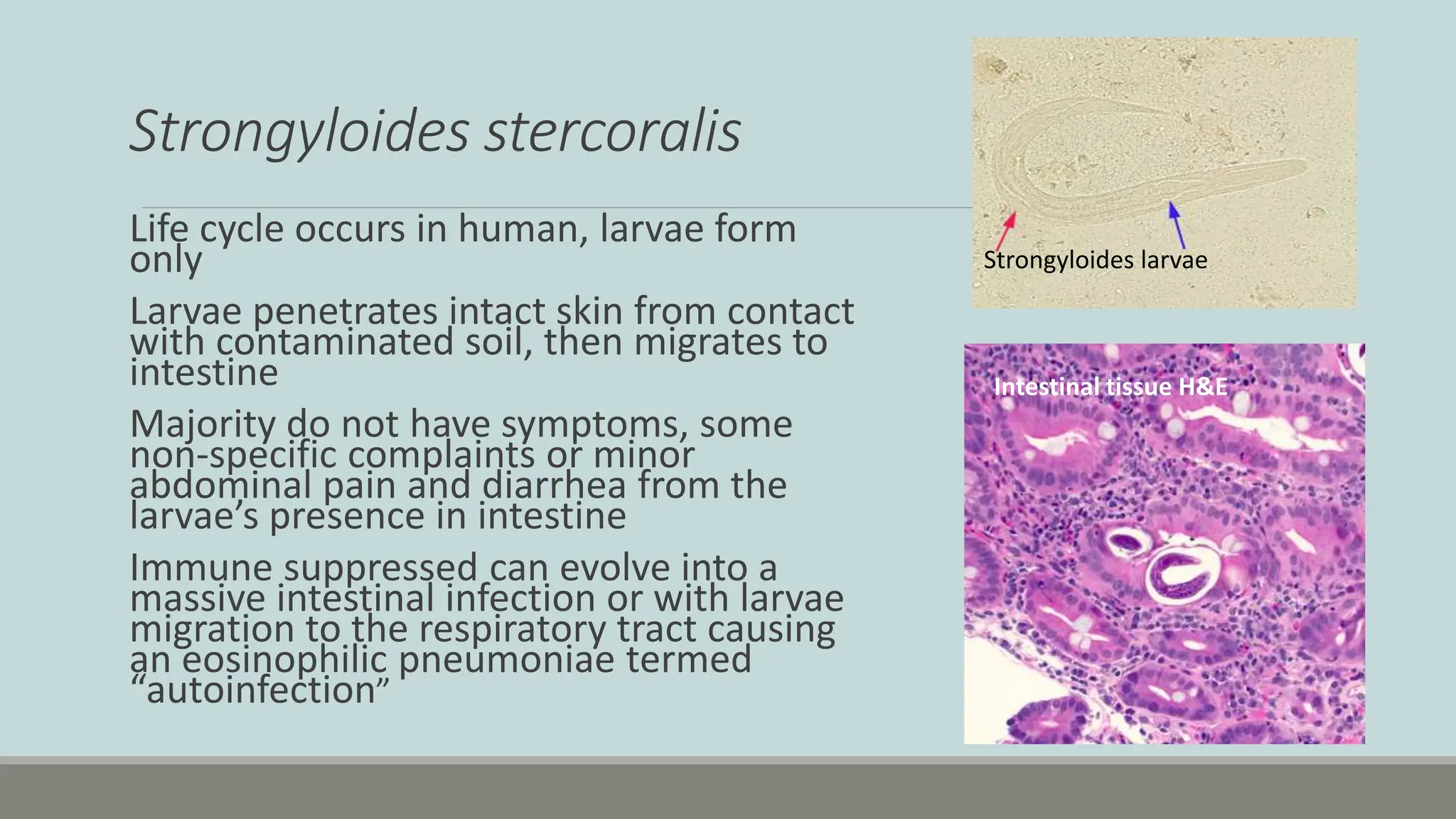 Parasitology 2024 | Microbes with Morgan | PPTX