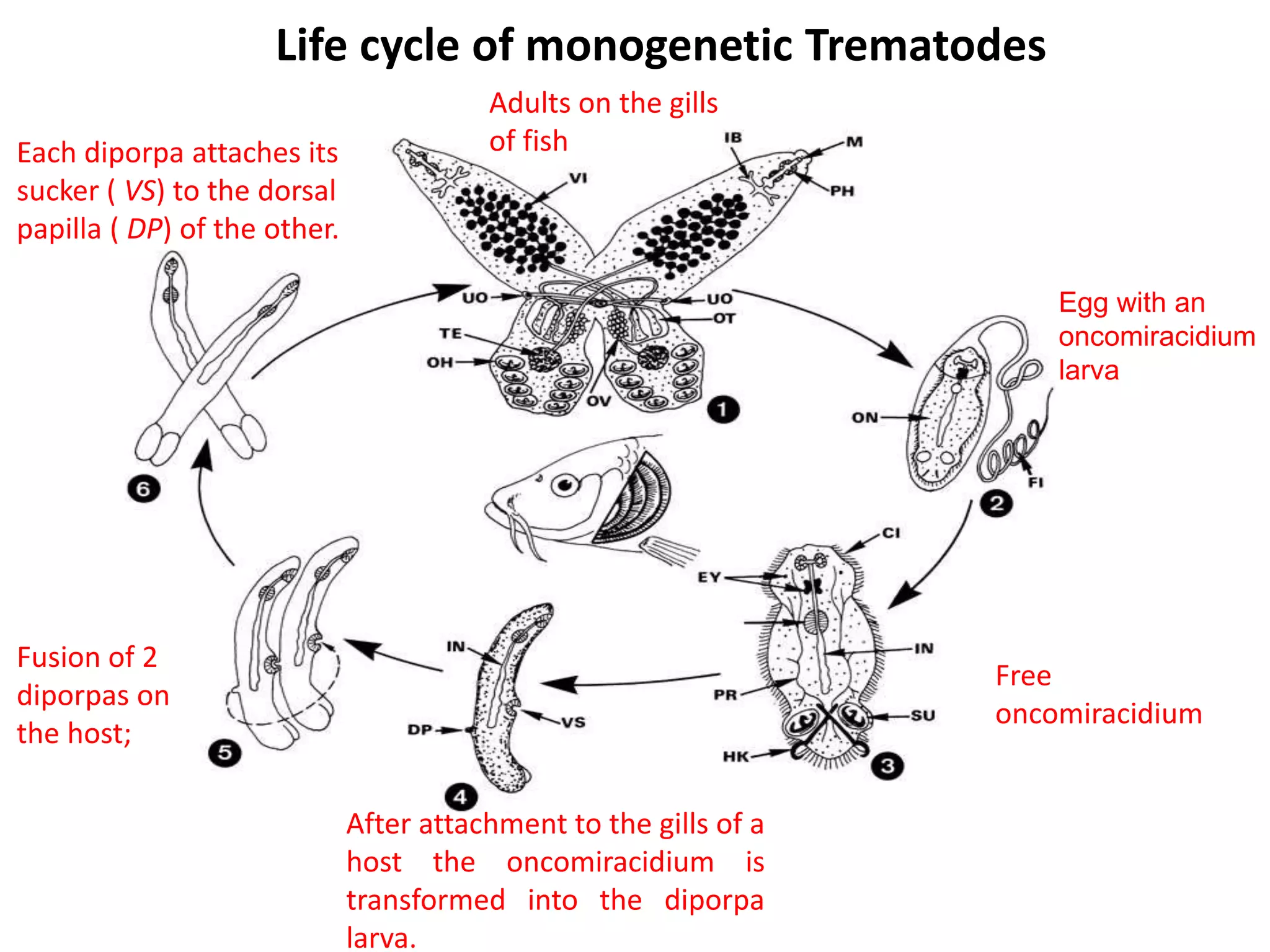 Life cycle of Protozoan parasite | PPTX