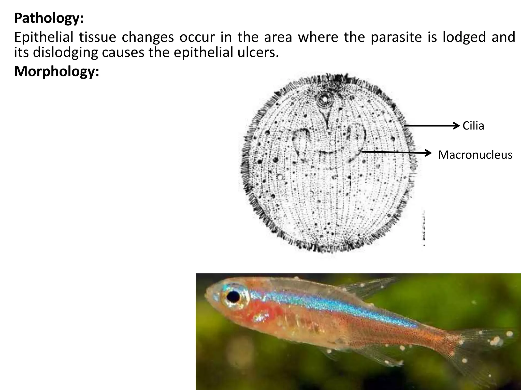 Life cycle of Protozoan parasite | PPTX