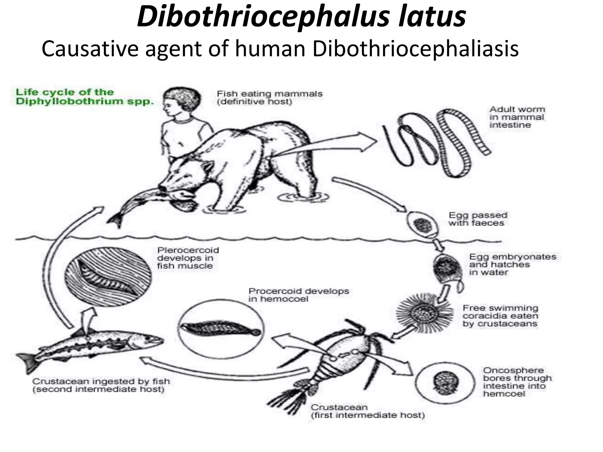 Life Cycle Of Protozoan Parasite Ppt
