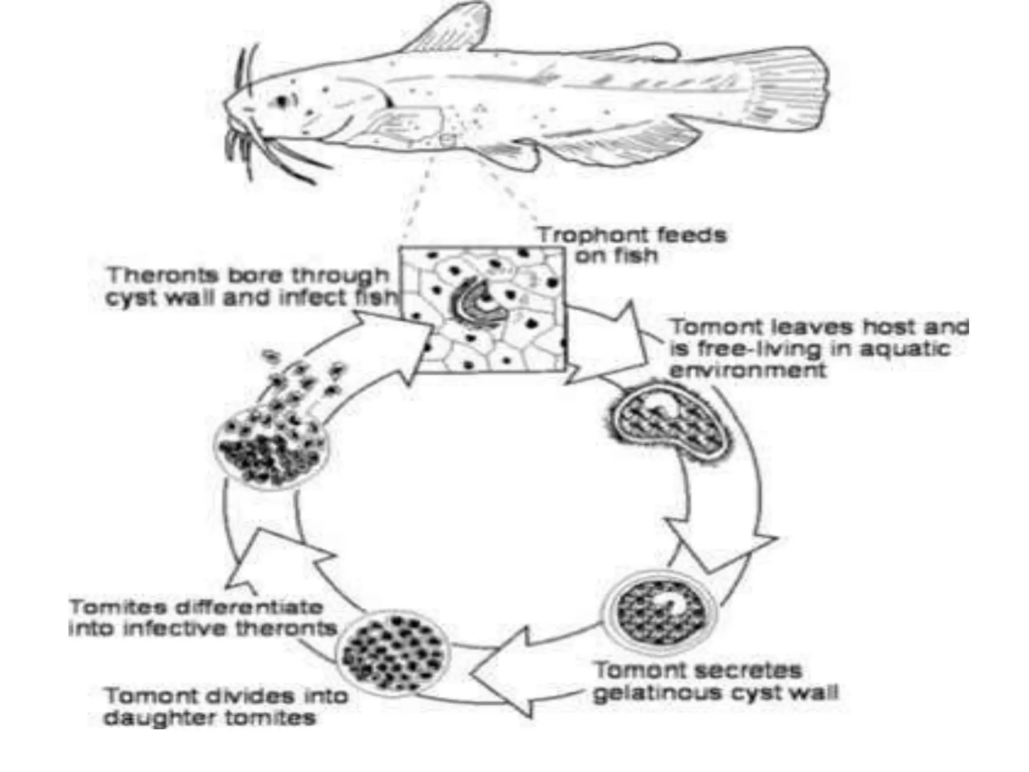 Life Cycle Of Protozoan Parasite Ppt