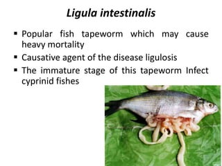 Life cycle of Protozoan parasite | PPTX