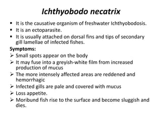Life cycle of Protozoan parasite | PPTX
