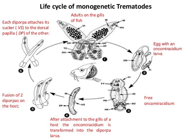 Life Cycle Of Protozoan Parasite