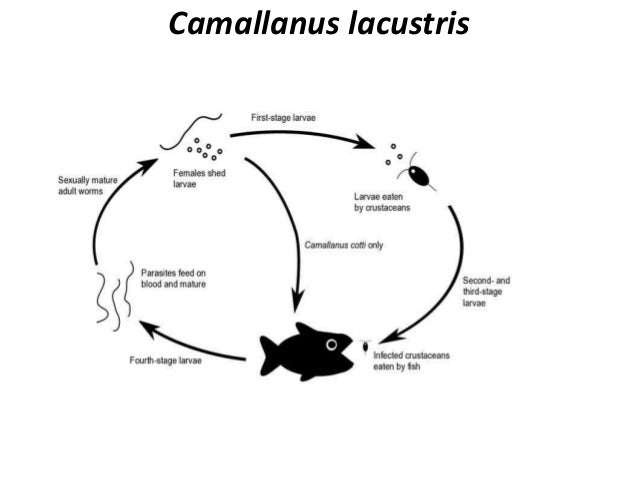 Life Cycle Of Protozoan Parasite