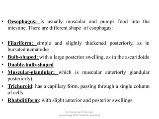 introduction to Nematode and Ascaris lumbricodies | PDF