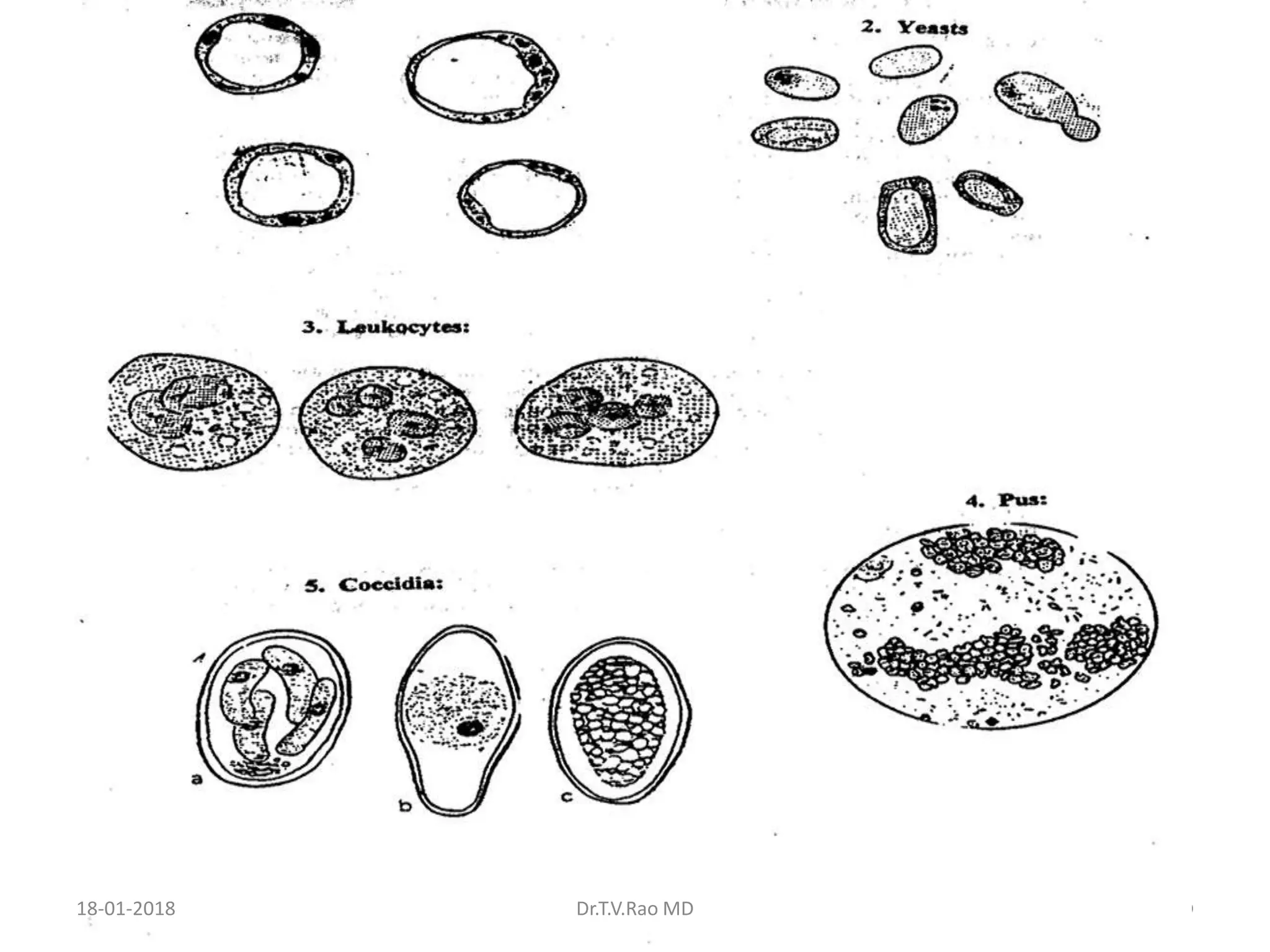 Parasitology Basic Identification methods | PPTX