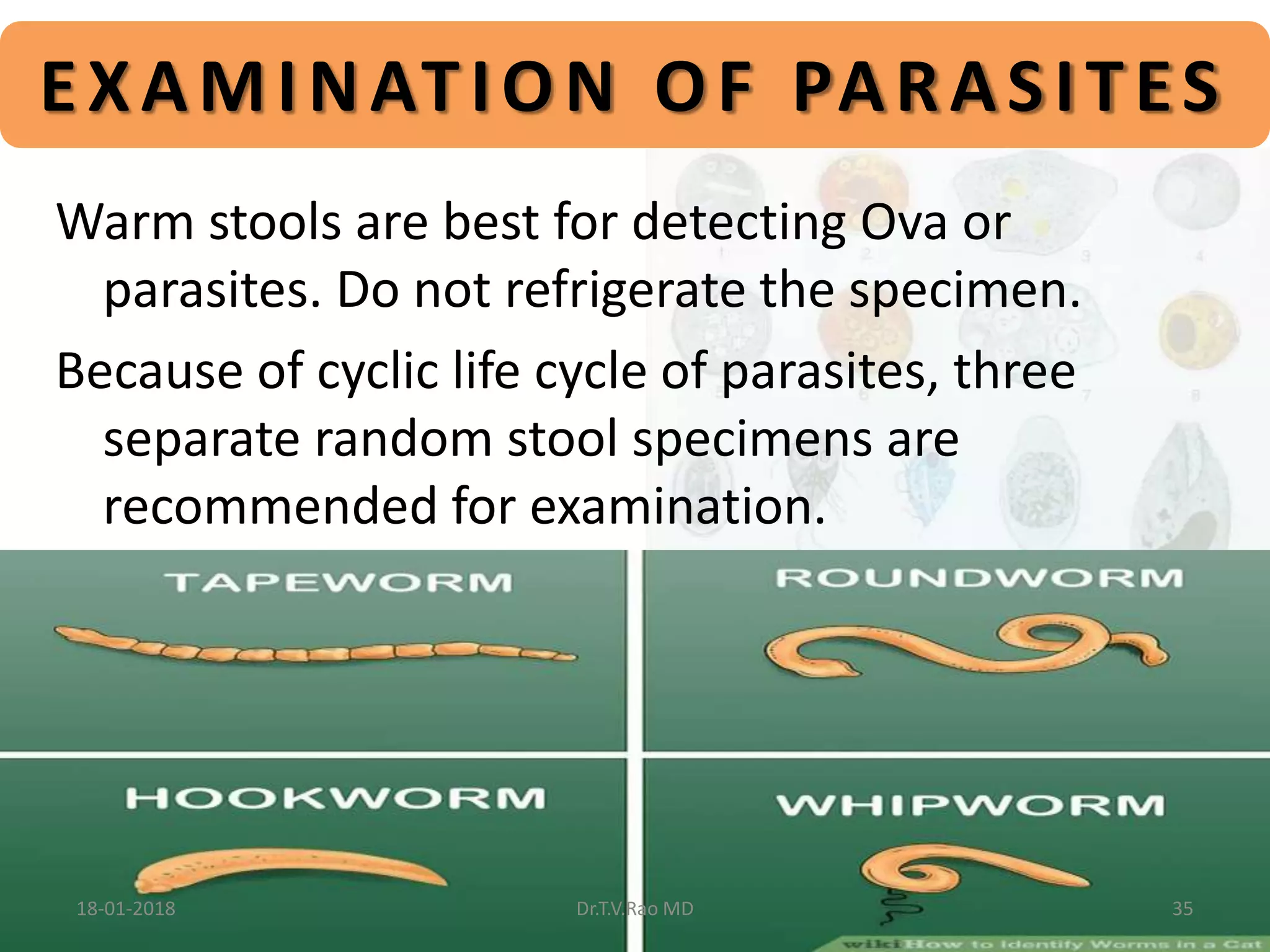 Parasitology Basic Identification methods | PPTX
