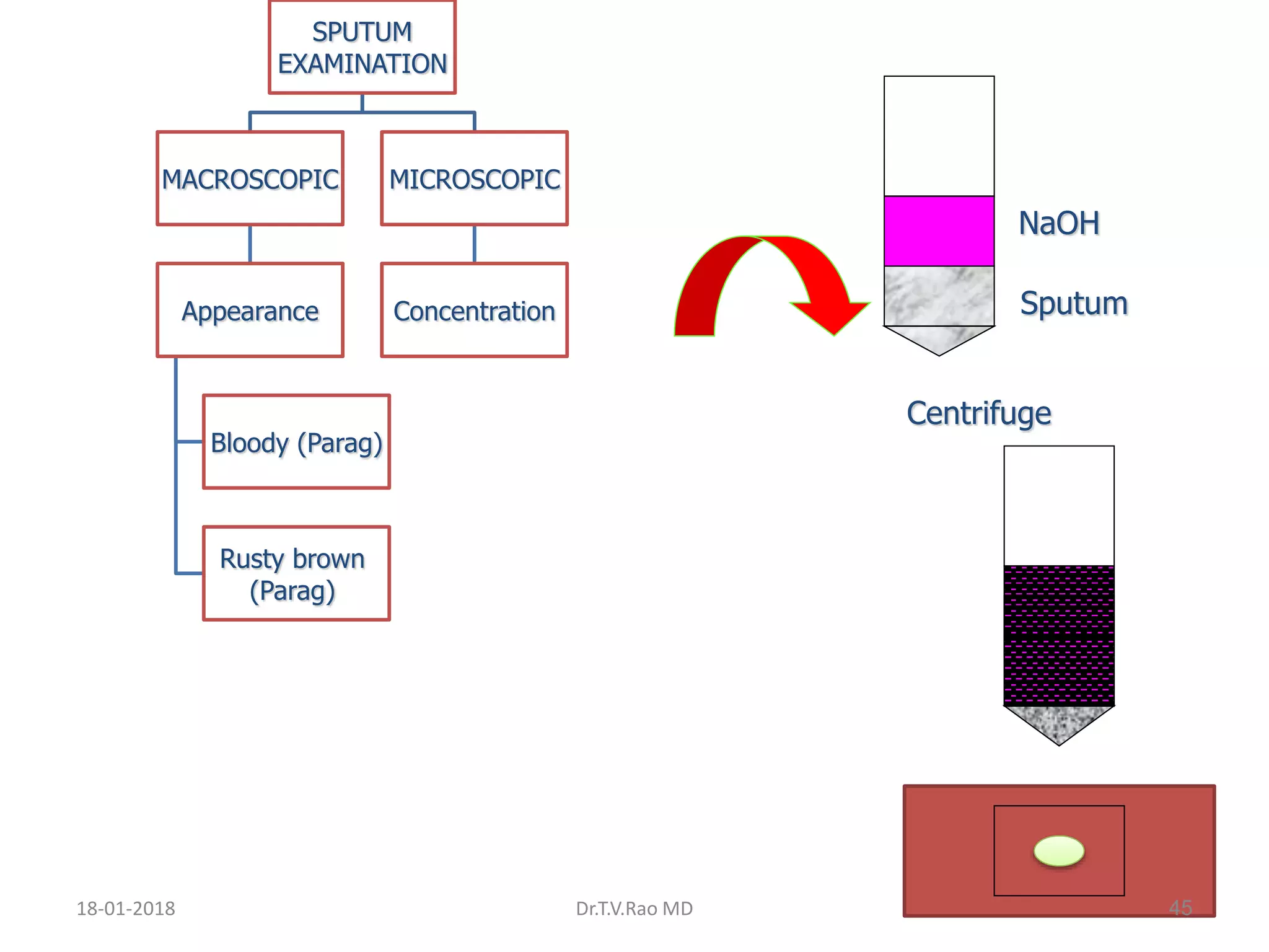 Parasitology Basic Identification methods | PPTX