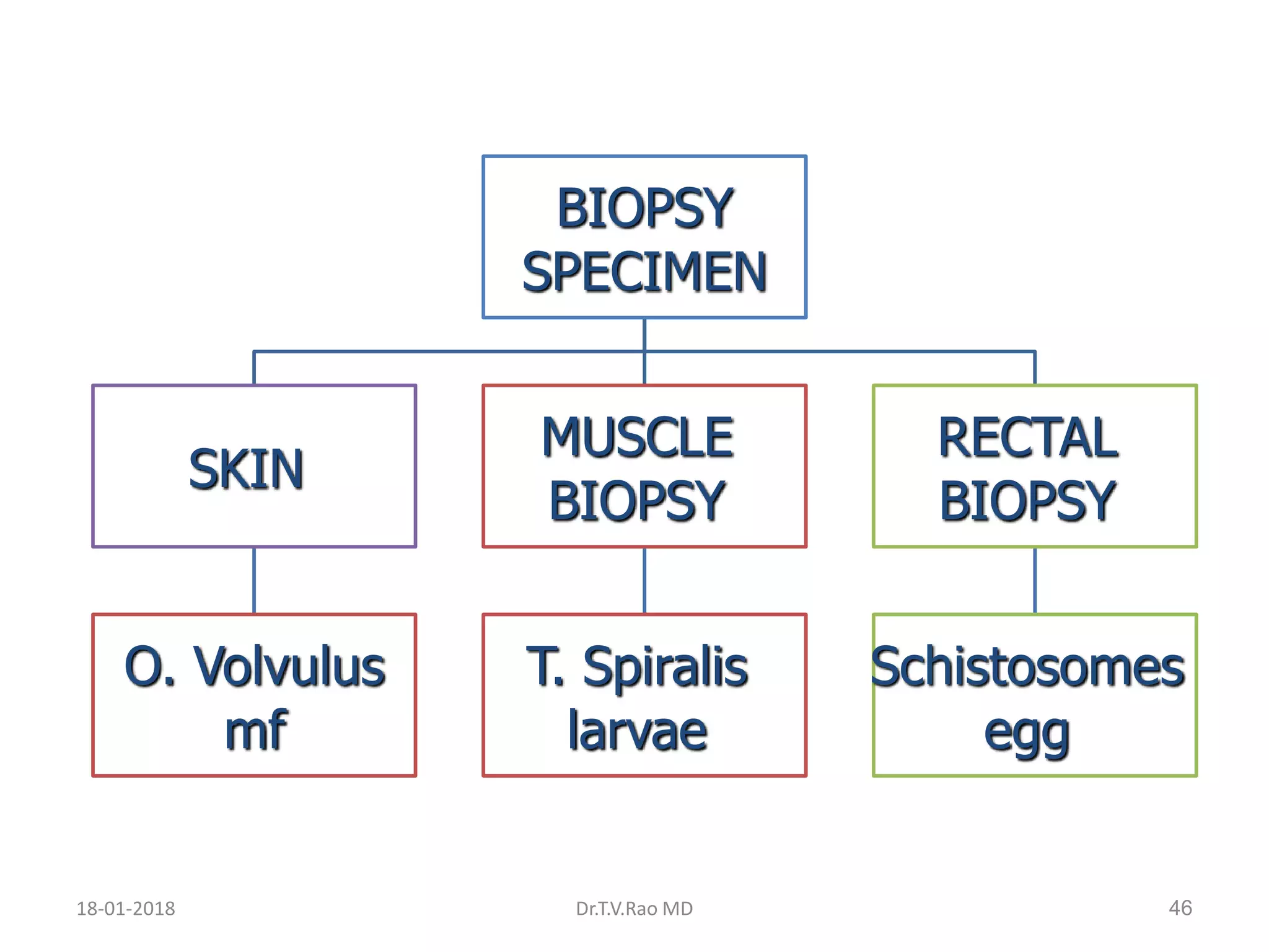 Parasitology Basic Identification methods | PPTX