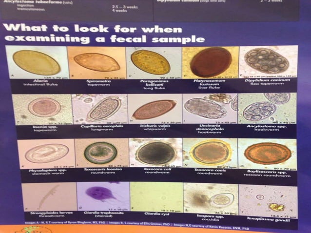 Parasitology Basic Identification methods | PPTX | Infectious Diseases ...