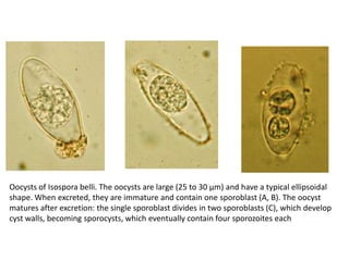 Intestinal and Urogenital Protozoa | PPTX
