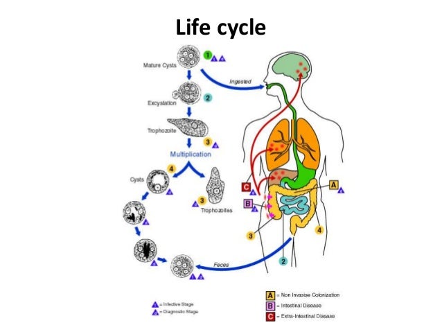 Intestinal And Urogenital Protozoa