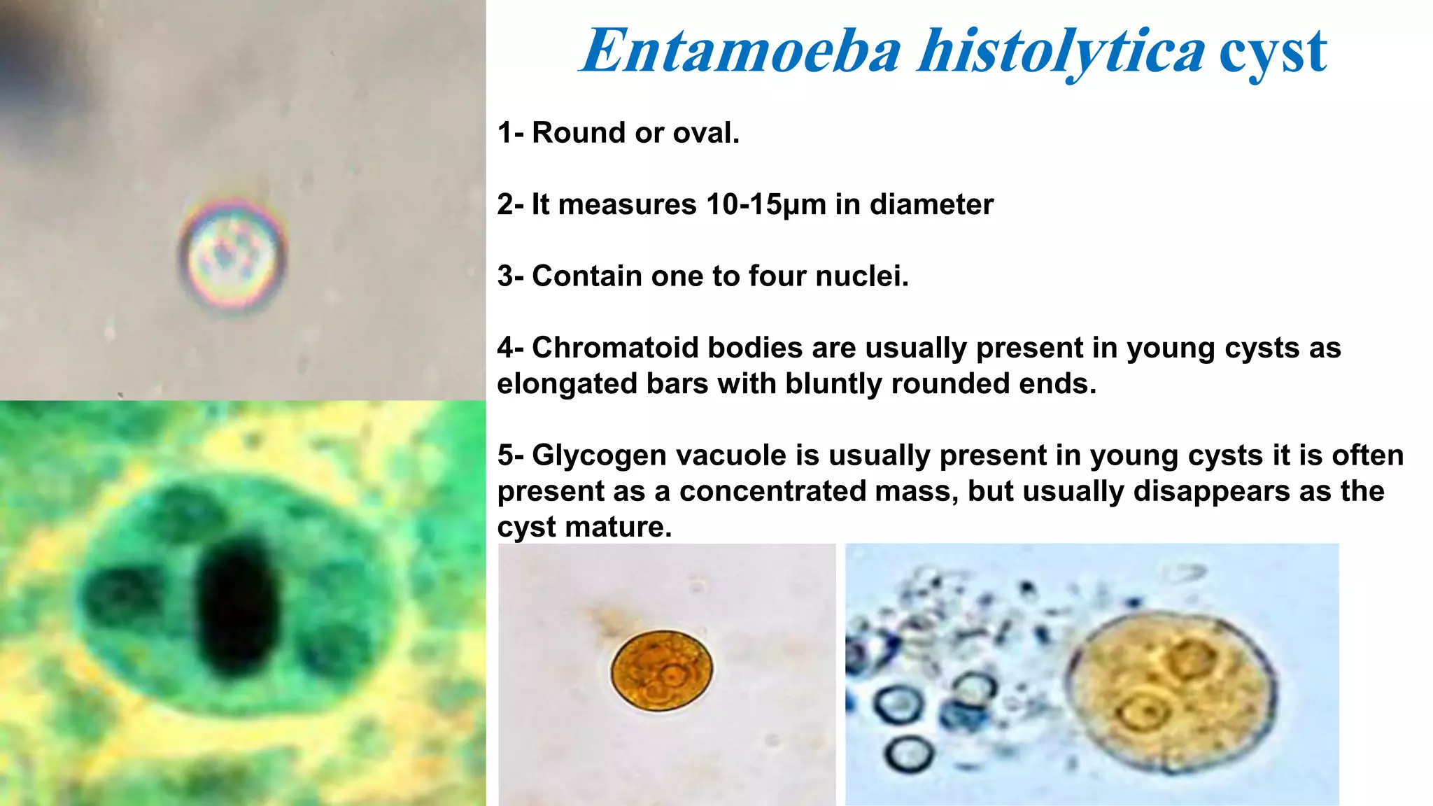 Parasitology (intestinal protozoa) | PDF