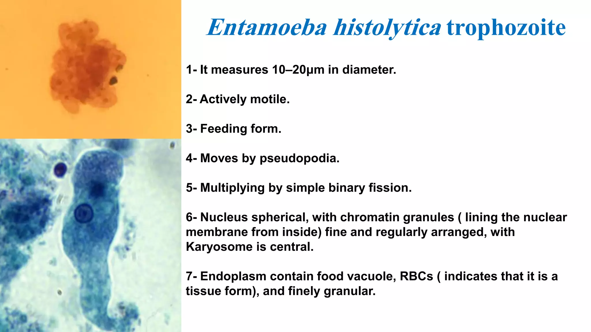Parasitology (intestinal protozoa) | PDF