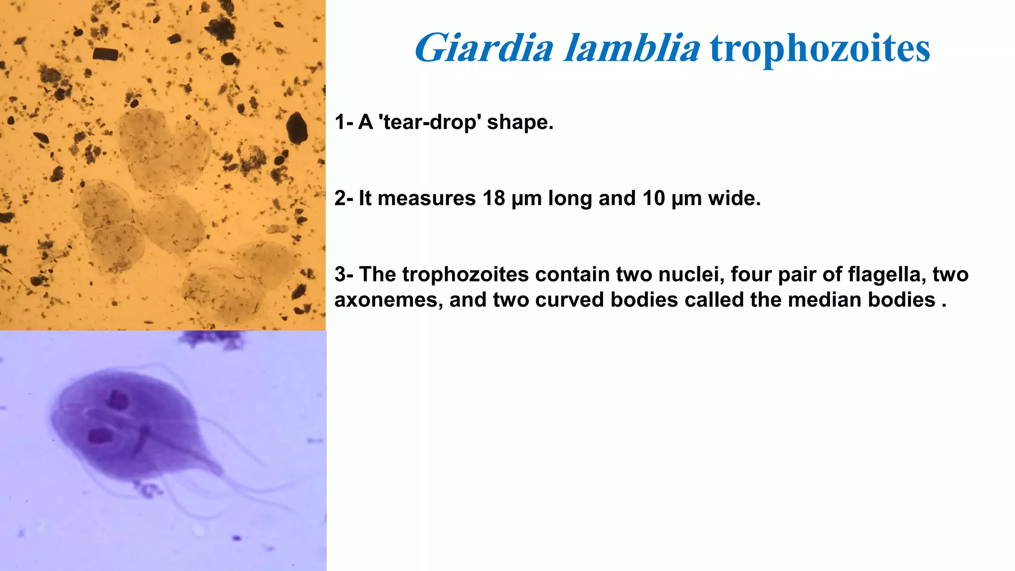 Parasitology (intestinal protozoa) | PDF