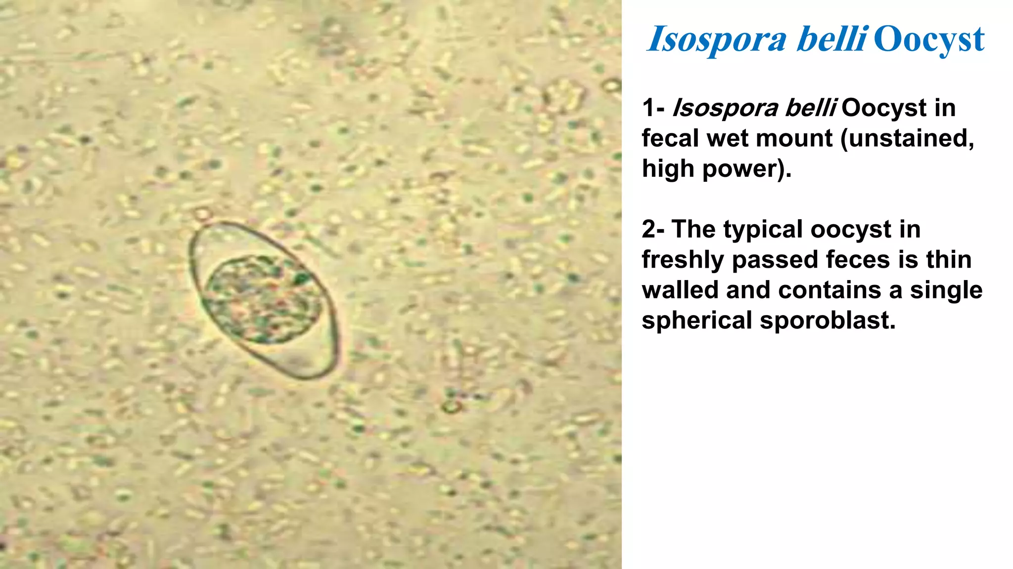 Parasitology (intestinal protozoa) | PDF