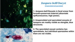 Parasitology (intestinal protozoa) | PDF
