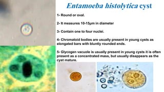 Parasitology (intestinal protozoa) | PDF