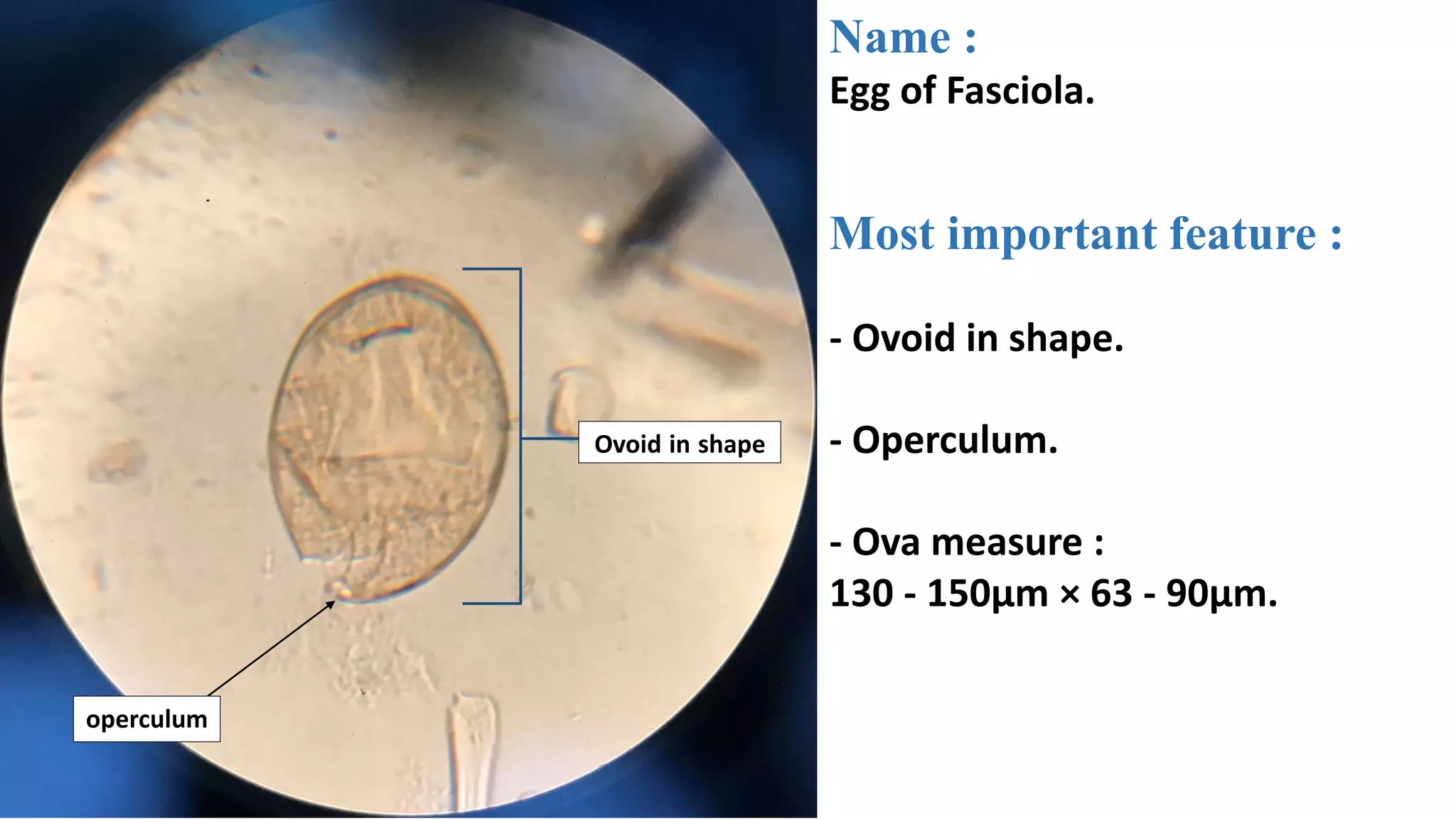 Parasitology (introduction to medical para and trematodes and cestodes ...