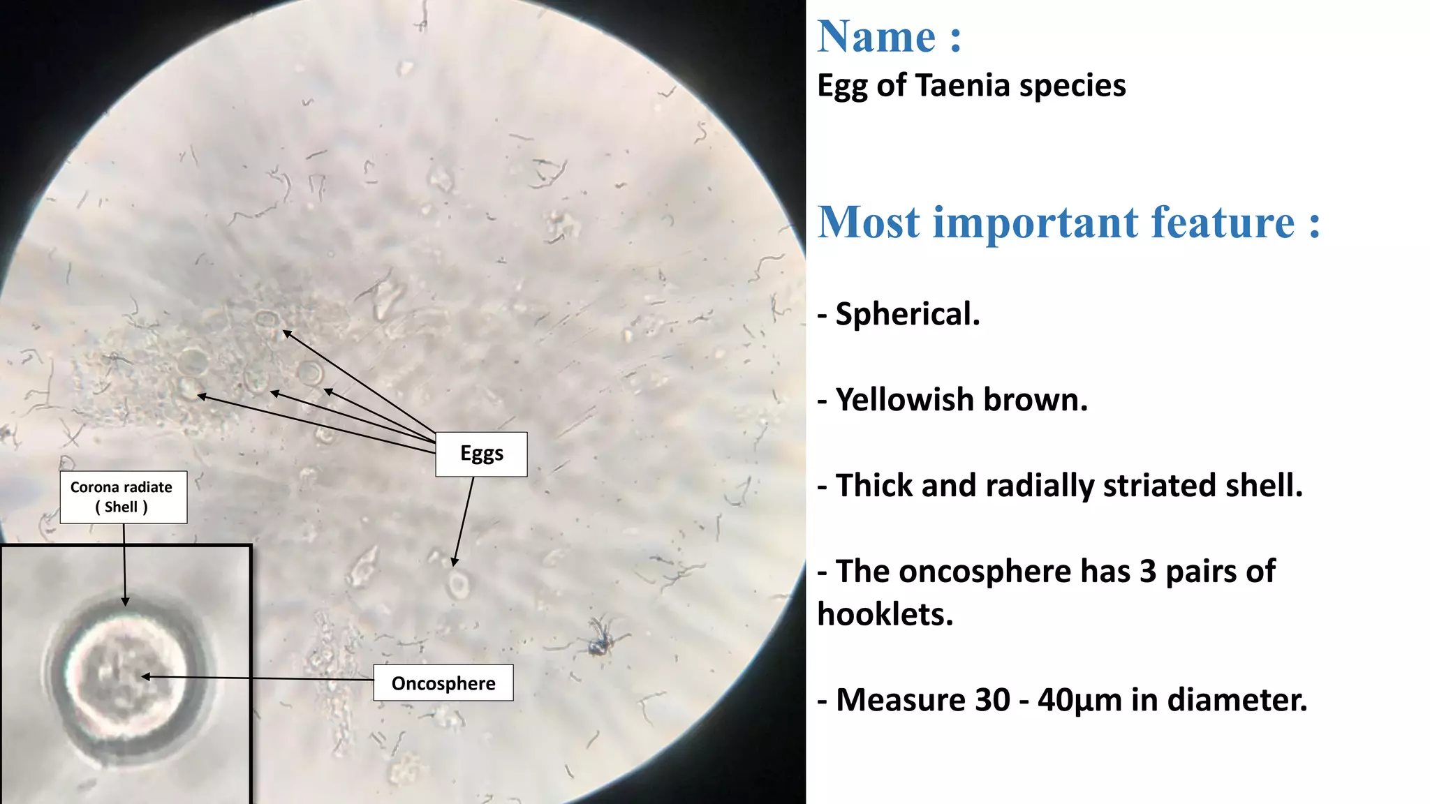 Parasitology (introduction to medical para and trematodes and cestodes ...
