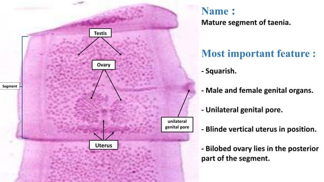 Parasitology (introduction to medical para and trematodes and cestodes ...