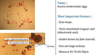 Parasitology (nematodes and protozoa malaria) | PPT