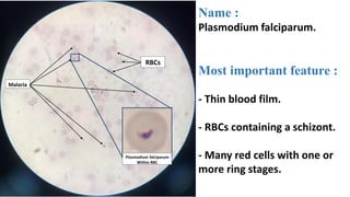 Parasitology (nematodes and protozoa malaria) | PPT