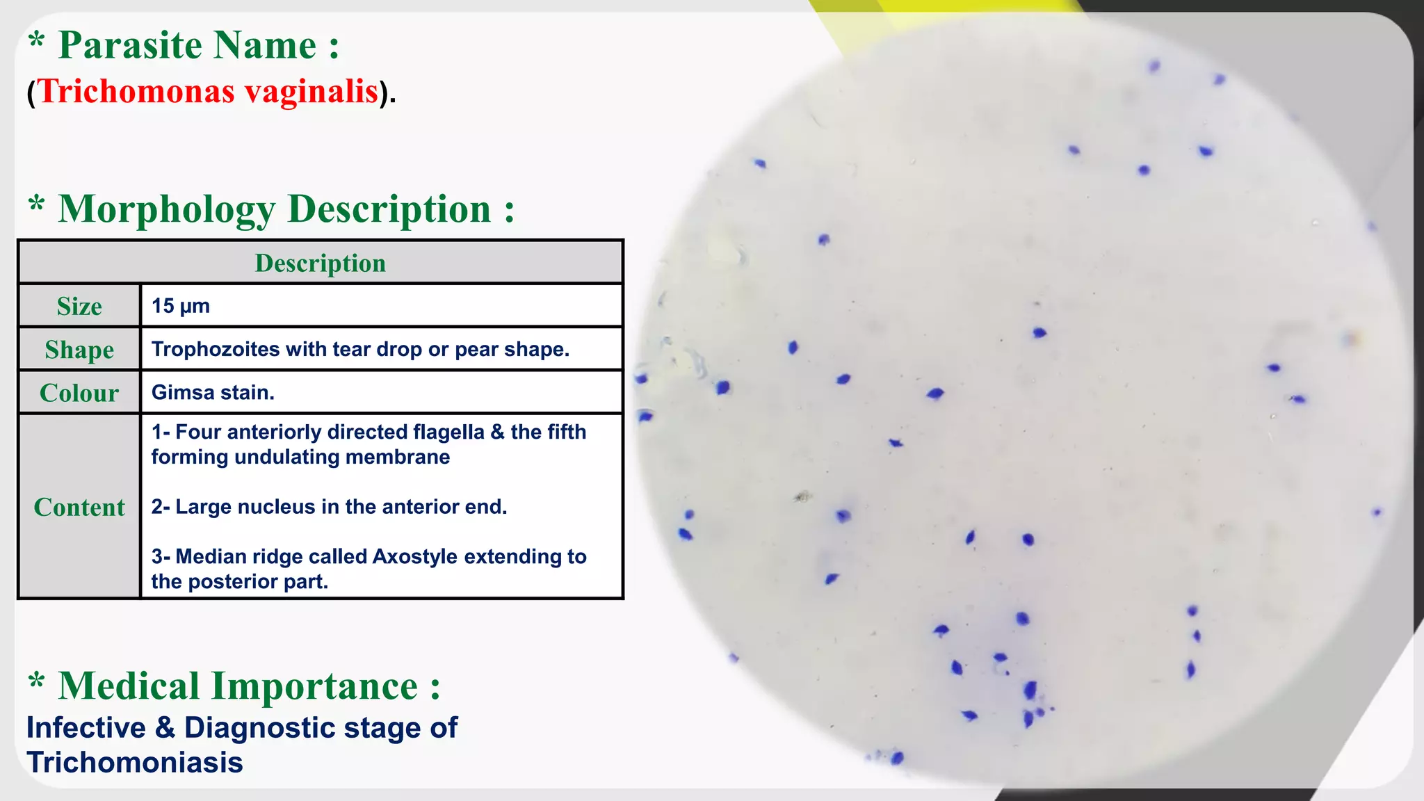 Parasitology (parasites of reproductive system) | PDF