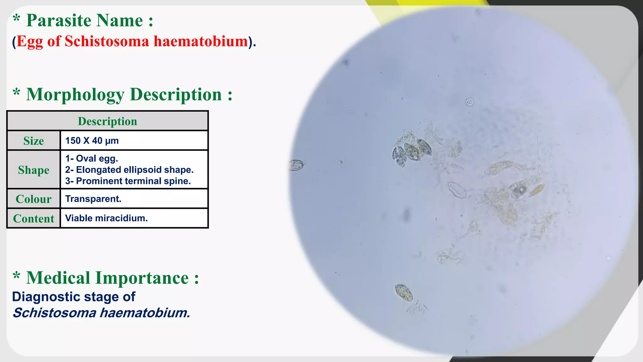 Parasitology (parasites of reproductive system) | PDF