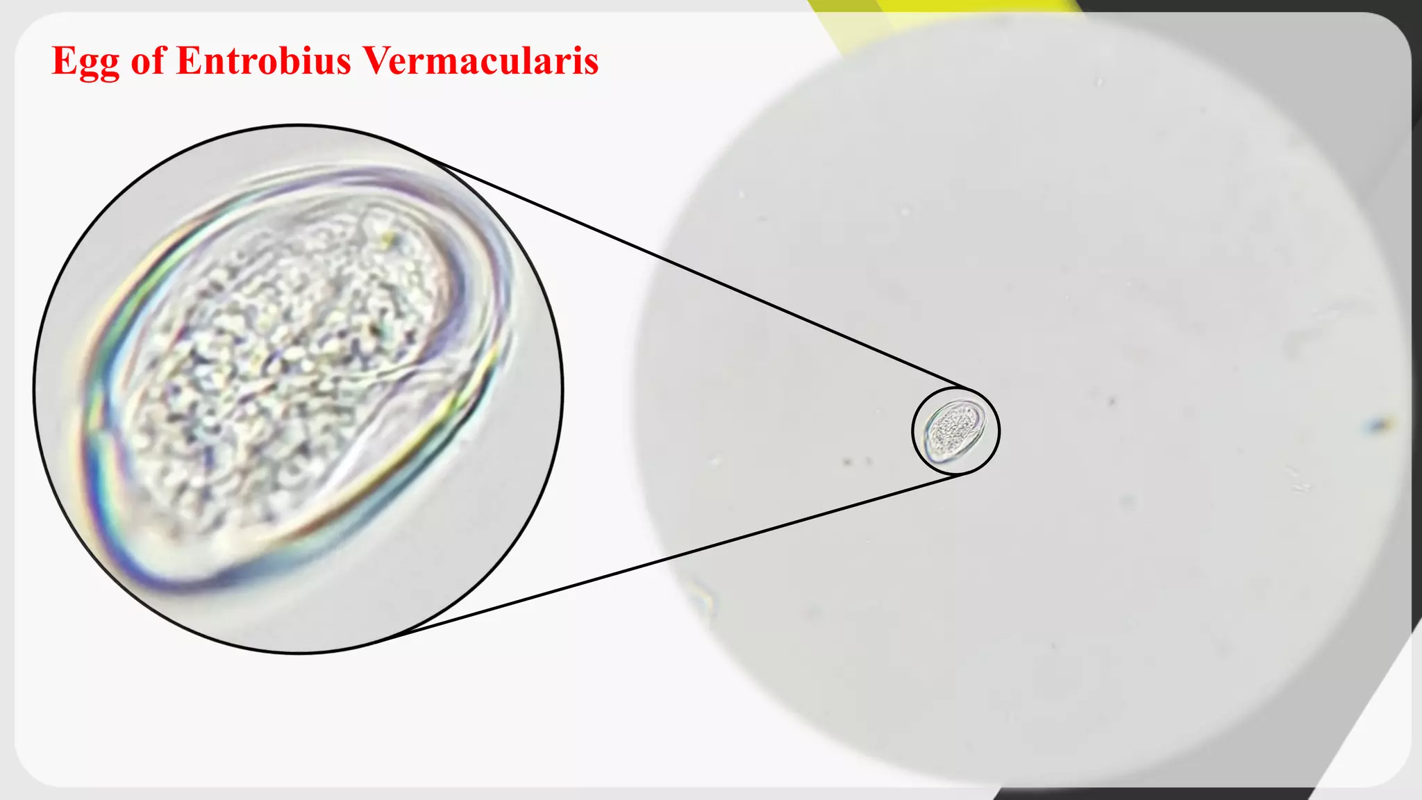 Parasitology (parasites of reproductive system) | PDF
