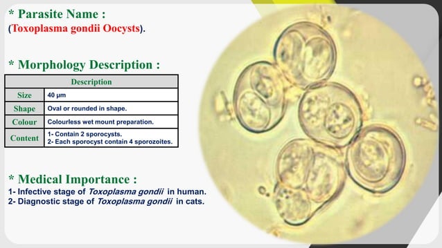 Parasitology (parasites of reproductive system) | PDF