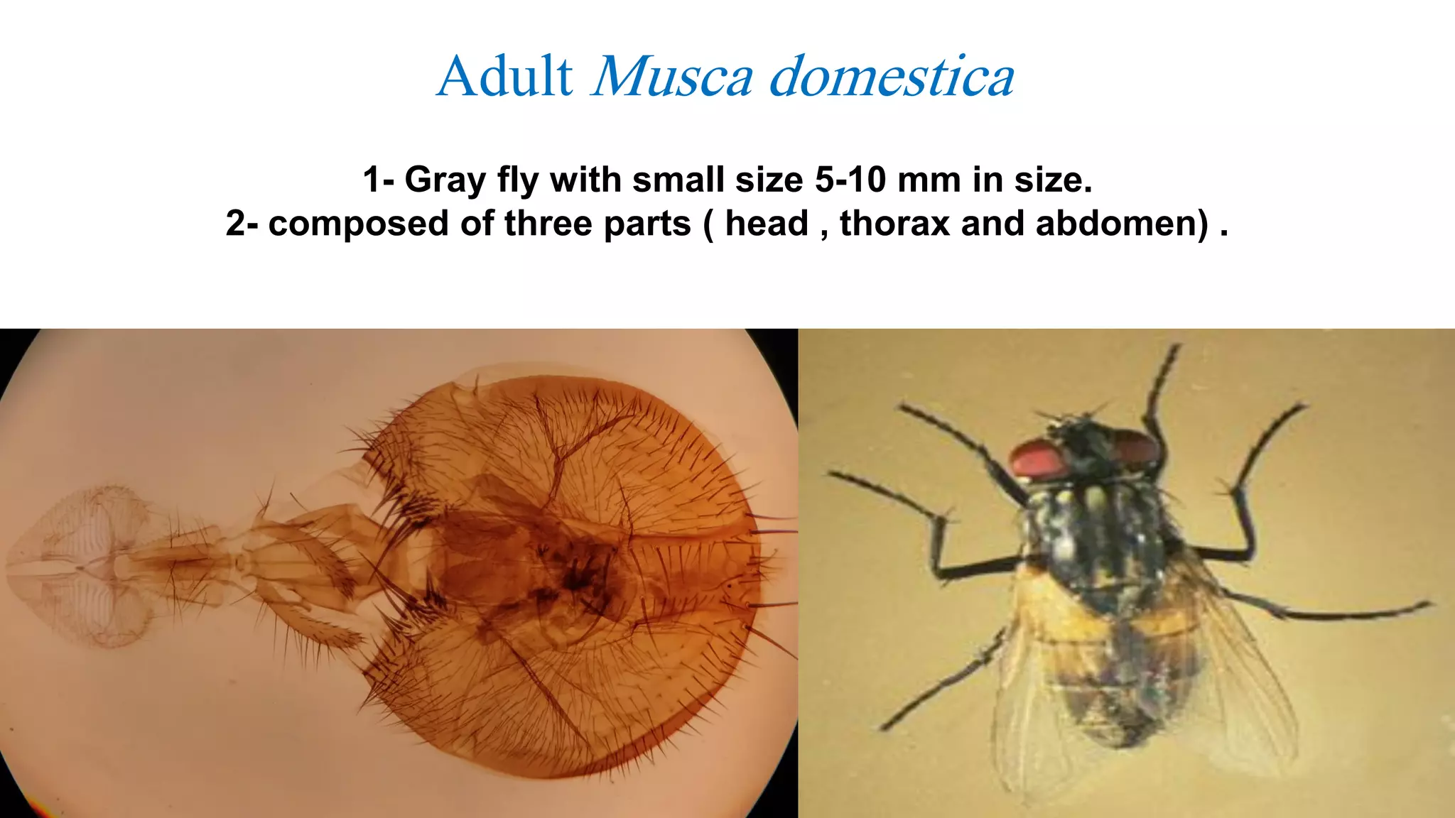 Parasitology (parasitic arhropods) | PDF