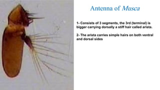 Parasitology (parasitic arhropods) | PDF