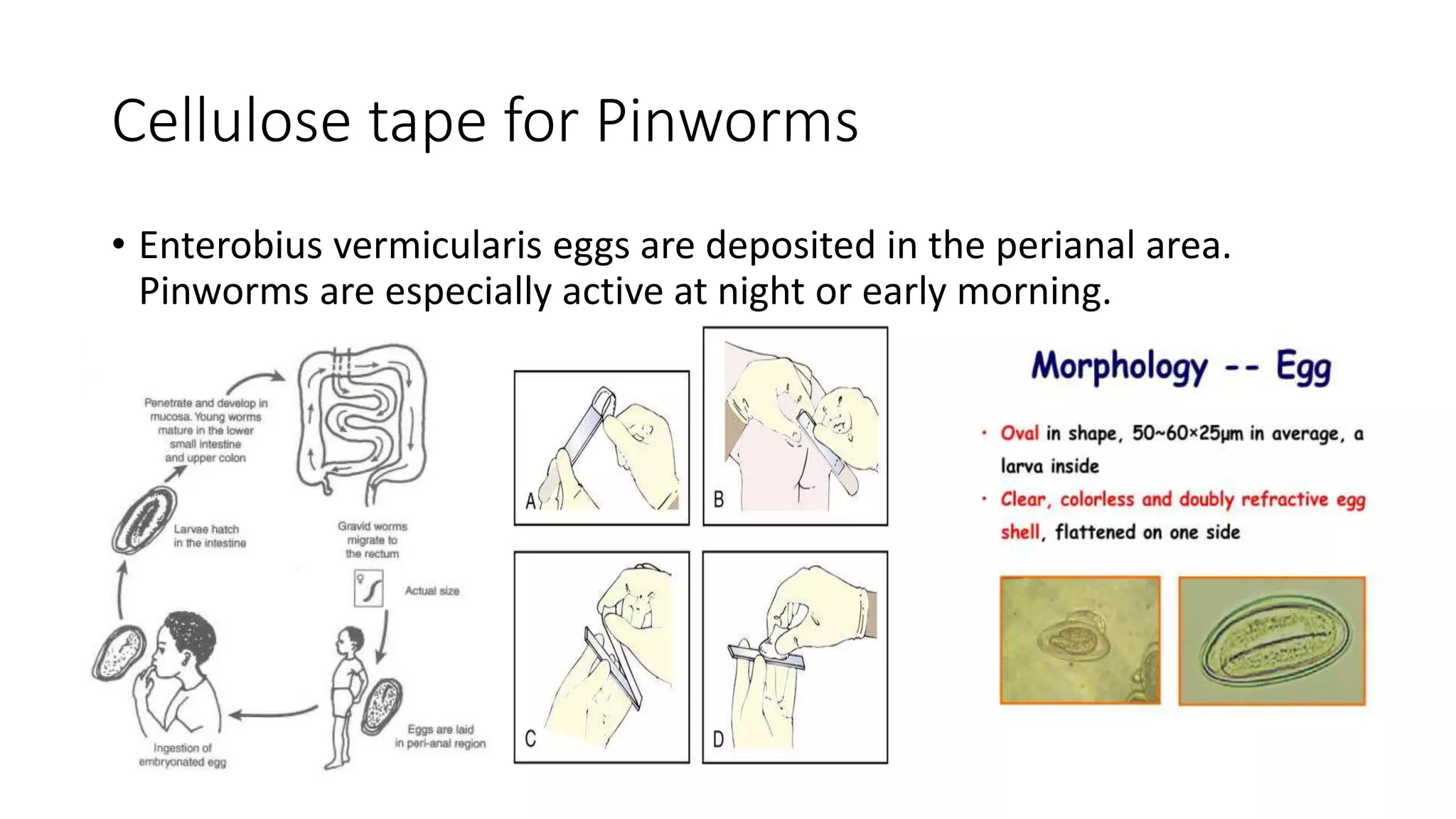 Parasitology PPT.pptx