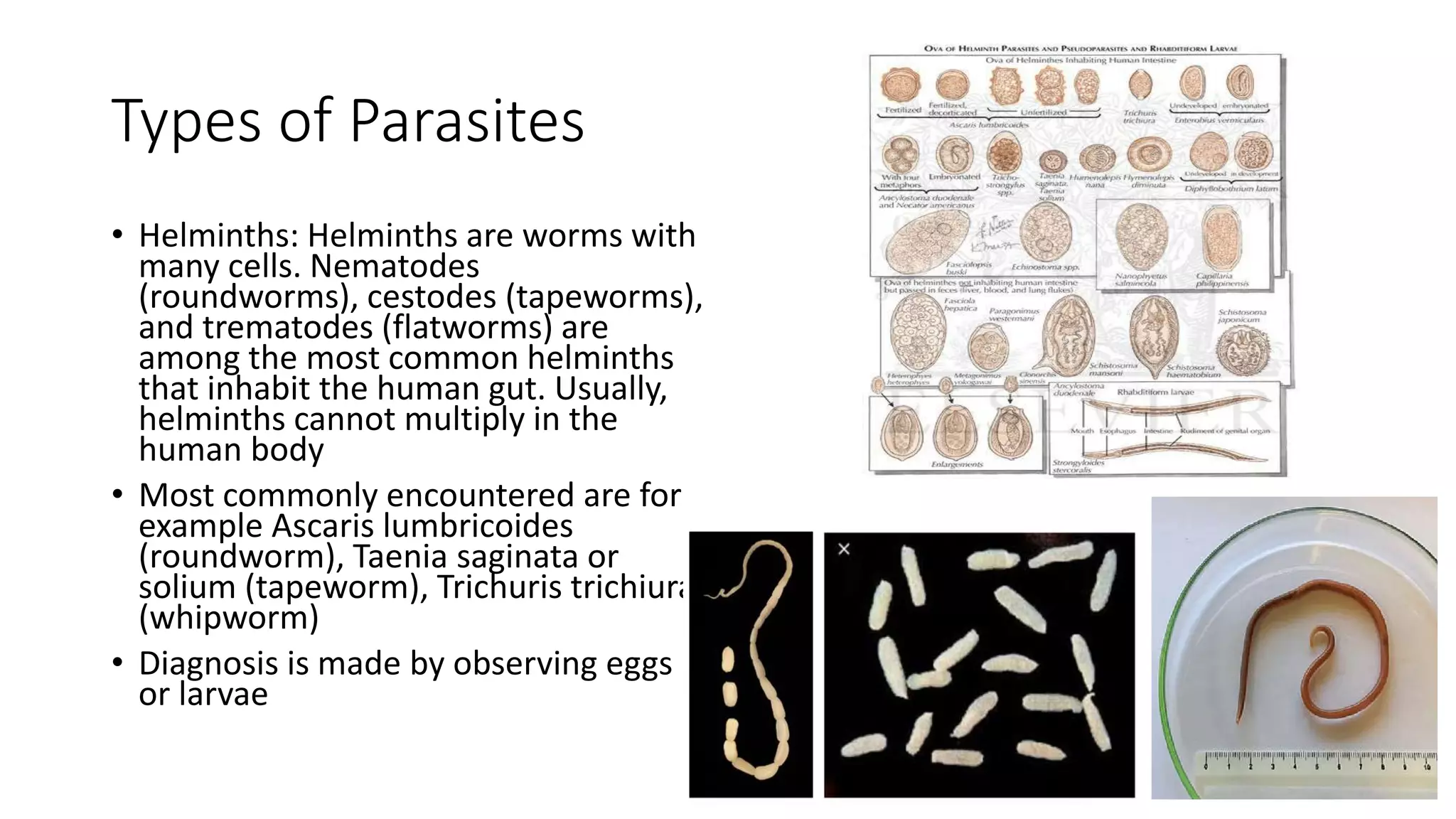 Parasitology PPT.pptx