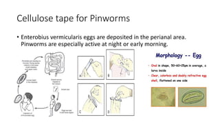 Parasitology PPT.pptx