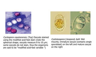 Varicella zoster virus | PPTX