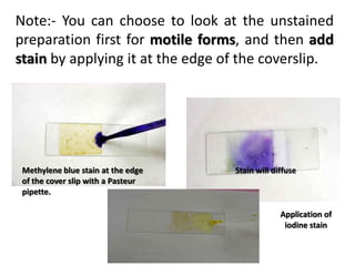 Parasitology practice 2/Health Sciences | PPT