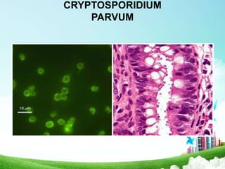 Apicomplexans Under Microscope