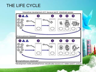 Apicomplexan Life Cycle
